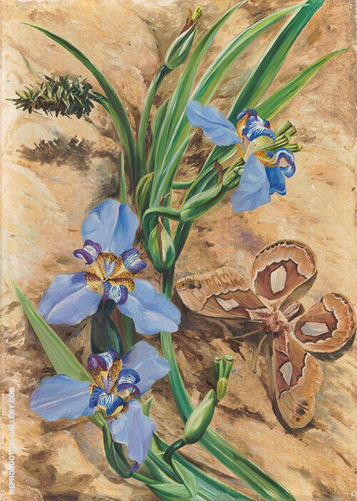 Palma de Santa Rita and Atlas Moth Brazil 1880 | Oil Painting Reproduction